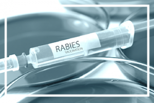 Rabies - The Top 5 Things You Need to Know - Run and Play