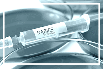 Rabies - The Top 5 Things You Need to Know - Run and Play